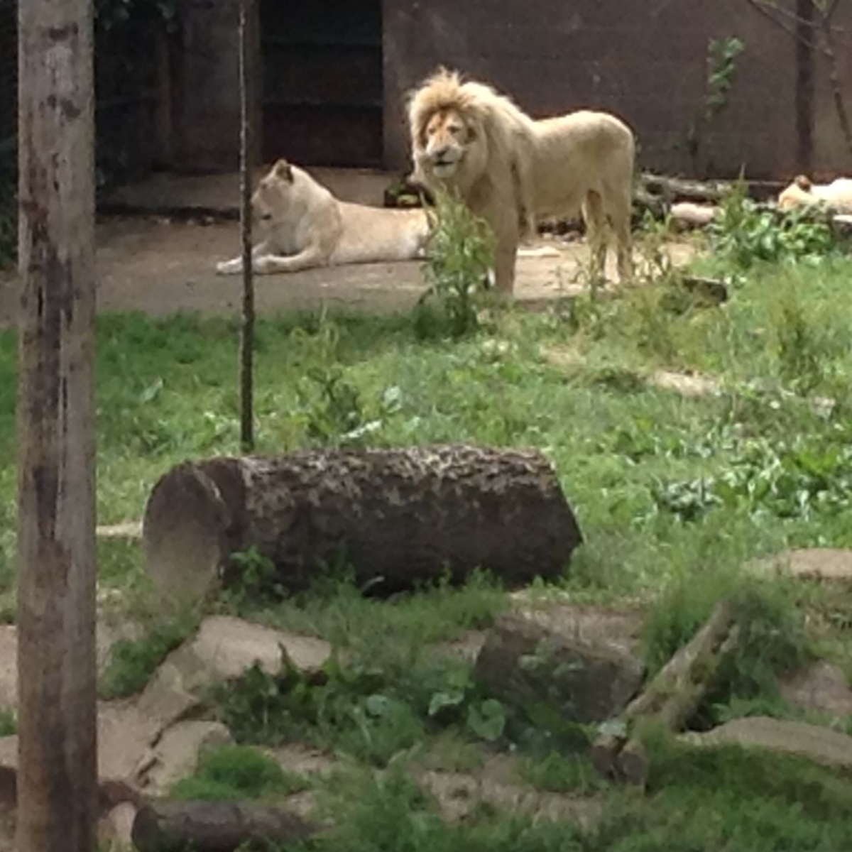 Hazelbury Primary School - A Roaring Good Time!